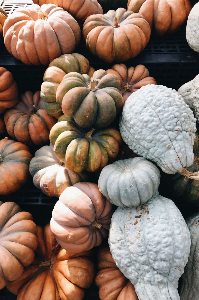 All About Growing Pumpkins (With Pictures)